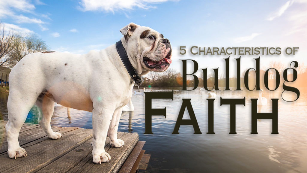 5 Characteristics of Bulldog Faith - KCM Europe